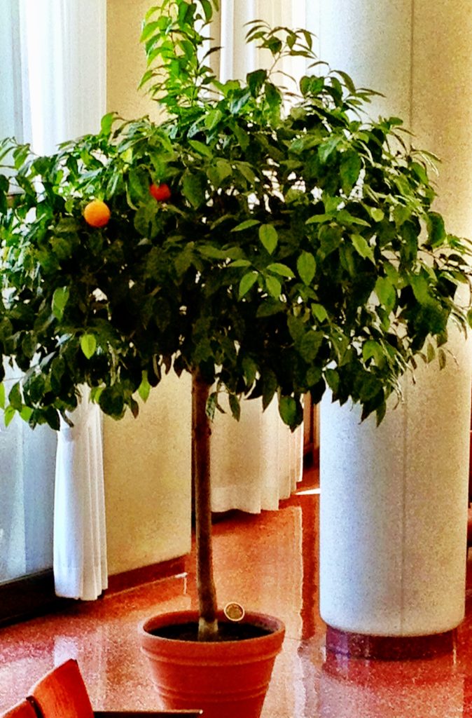 Orange tree is a living reminder of the Bab – Baha'is of the United States